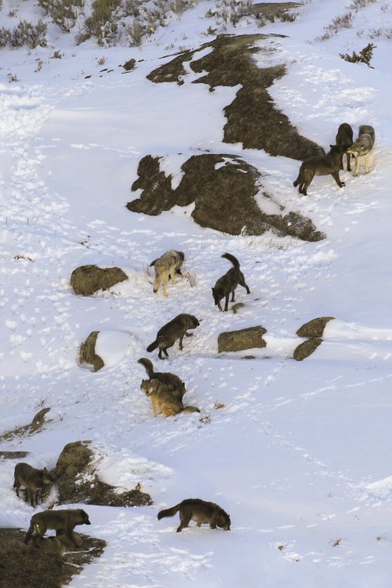 Hunters kill 20 Yellowstone wolves that roamed out of park | News ...